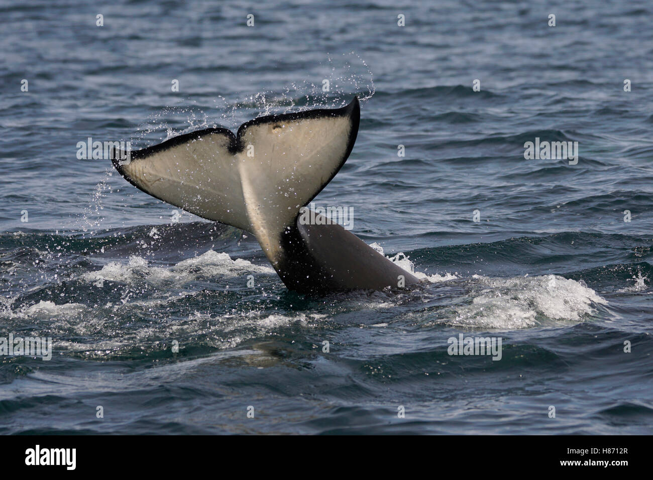Orca (Orcinus orca) tail slapping, Hokkaido, Japan Stock Photo - Alamy