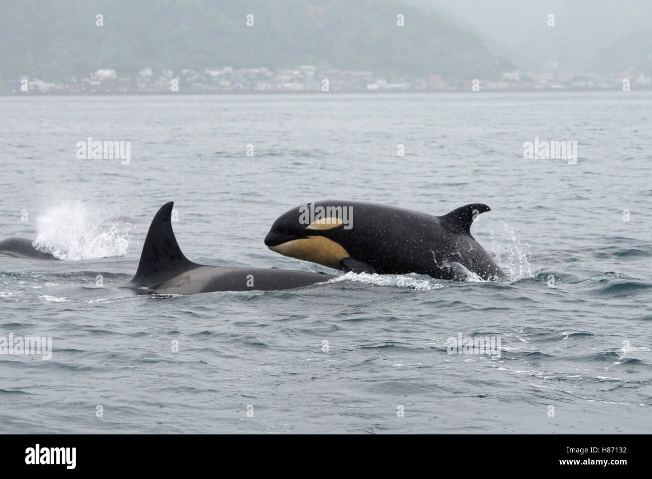 Orca (Orcinus orca) calf porpoising, Hokkaido, Japan Stock Photo - Alamy