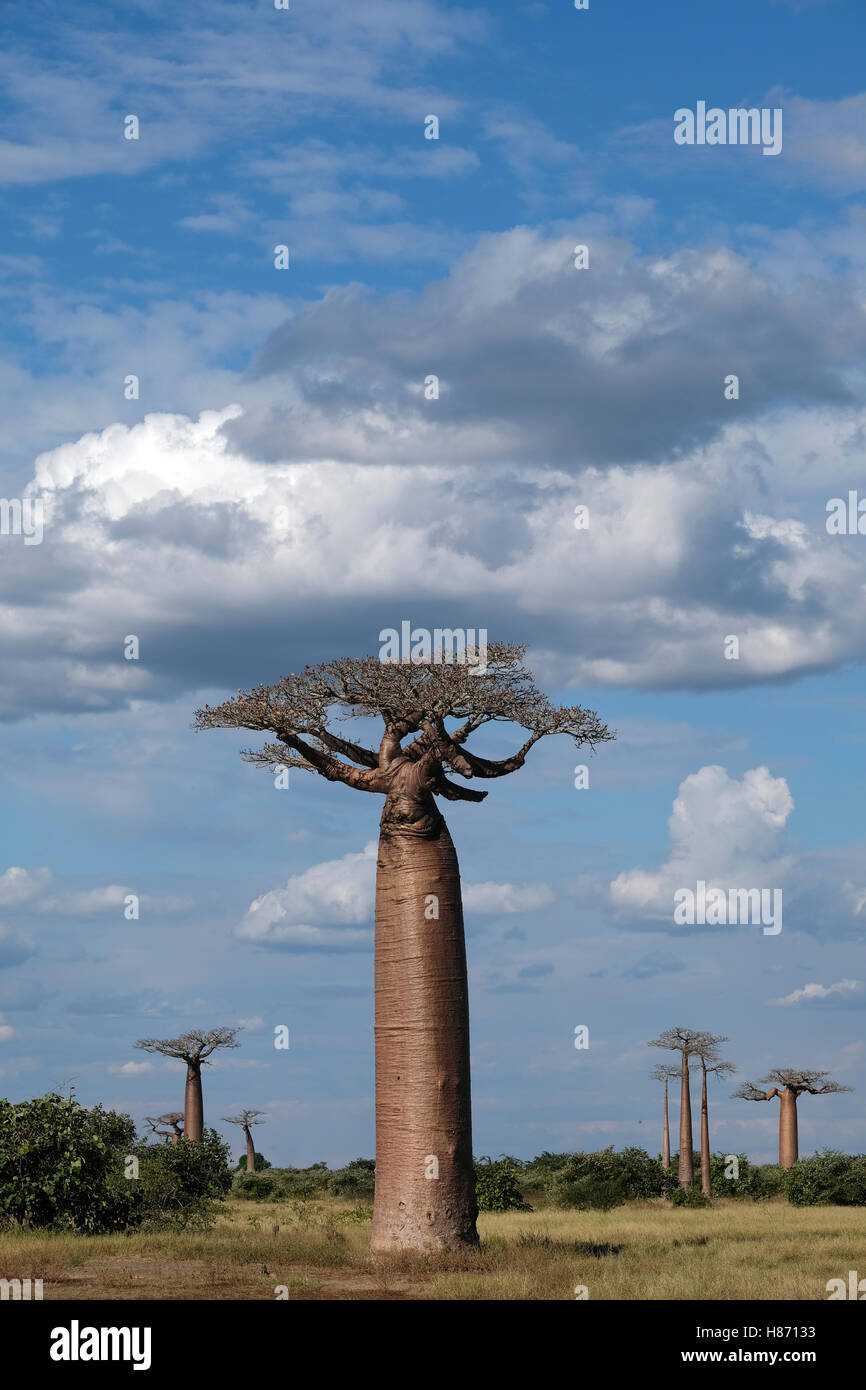 Baobab (Adansonia sp) trees, Morondava, Madagascar Stock Photo - Alamy