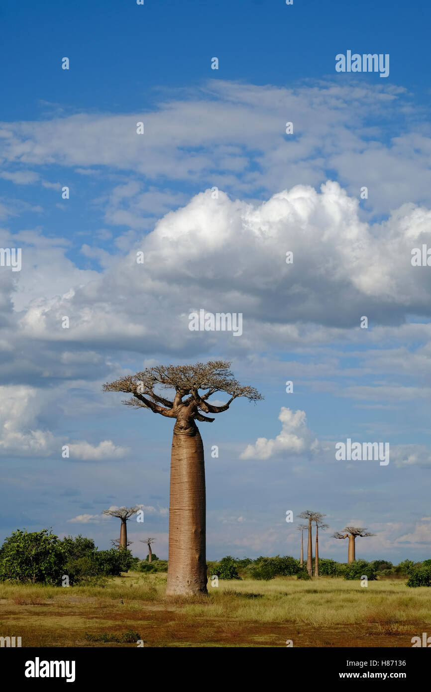 Baobab tree adansonia sp hi-res stock photography and images - Alamy