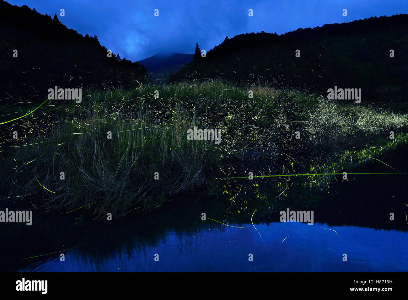 Japanese Firefly (Luciola cruciata) group lighting up at night near ...