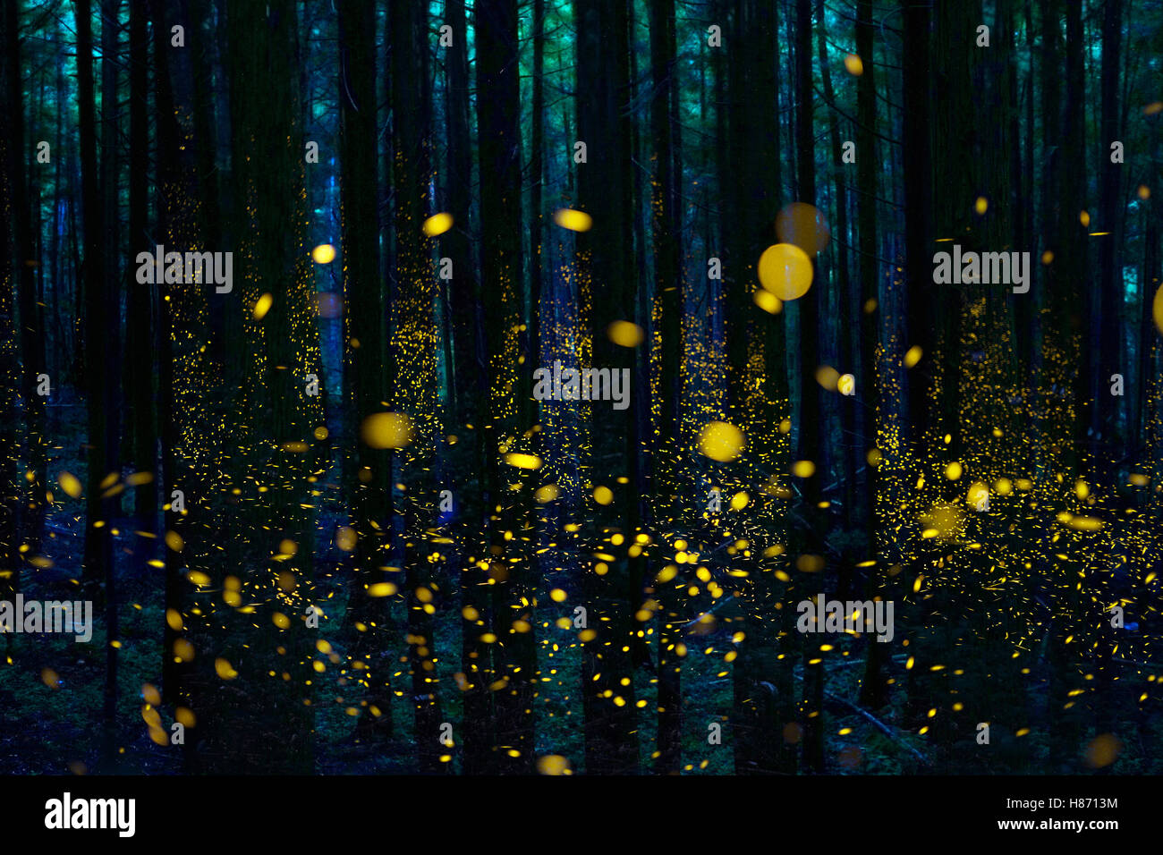 Japanese Firefly (Luciola cruciata) group lighting up at night in ...
