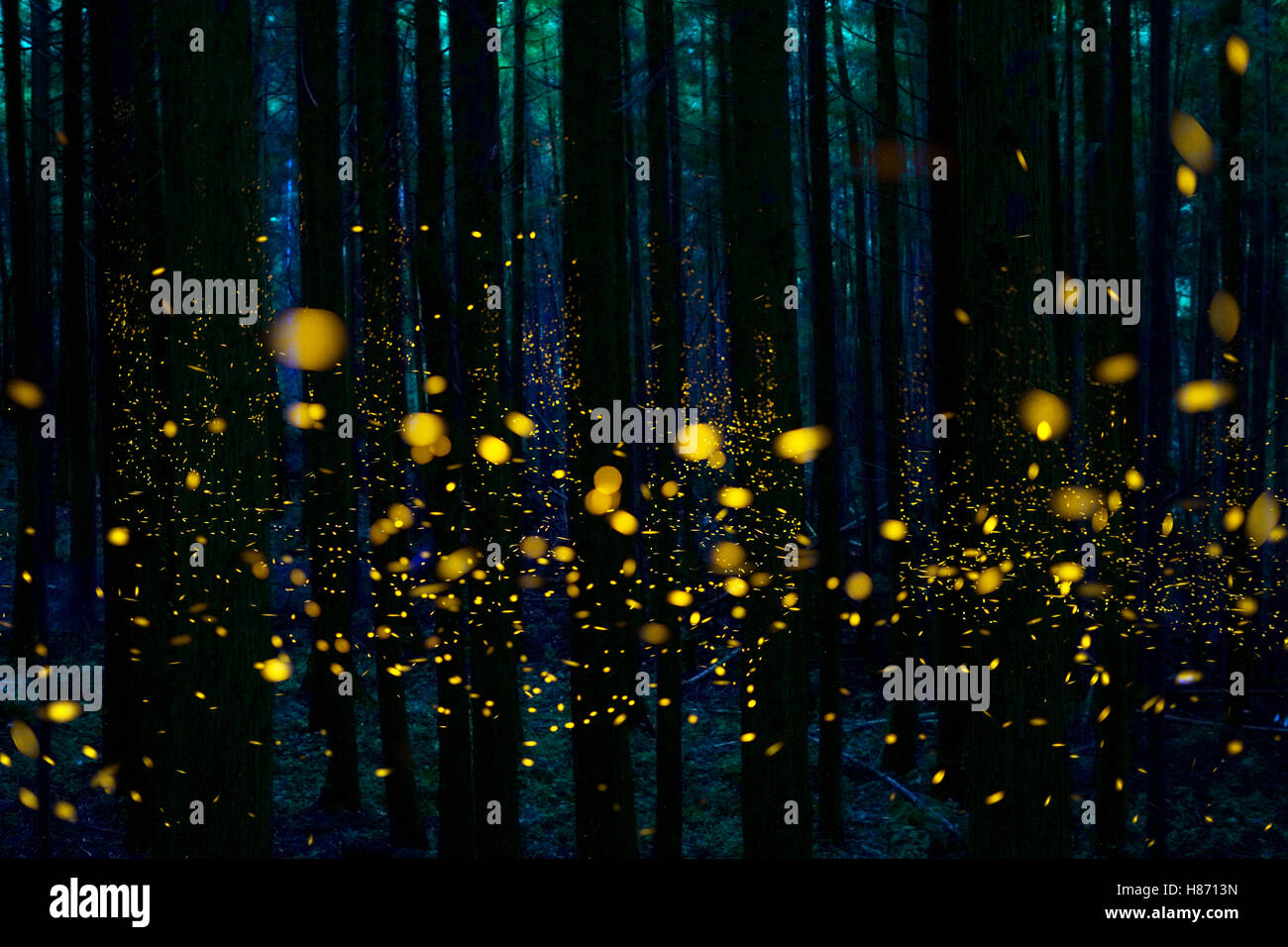 Japanese Firefly (Luciola cruciata) group lighting up at night in ...