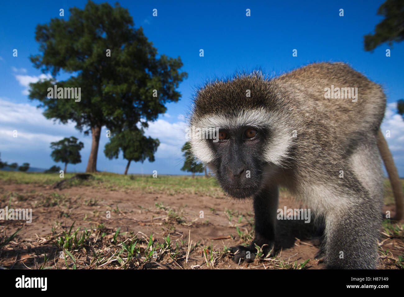 Black-faced Vervet Monkey (Cercopithecus aethiops), Masai Mara, Kenya ...