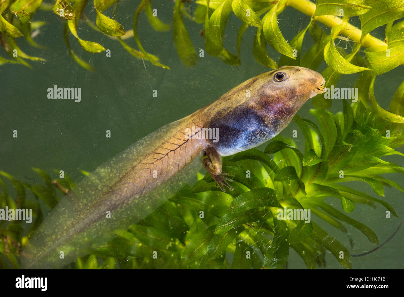 San Lucas Marsupial Frog (Gastrotheca pseustes) tadpole, Chimborazo ...