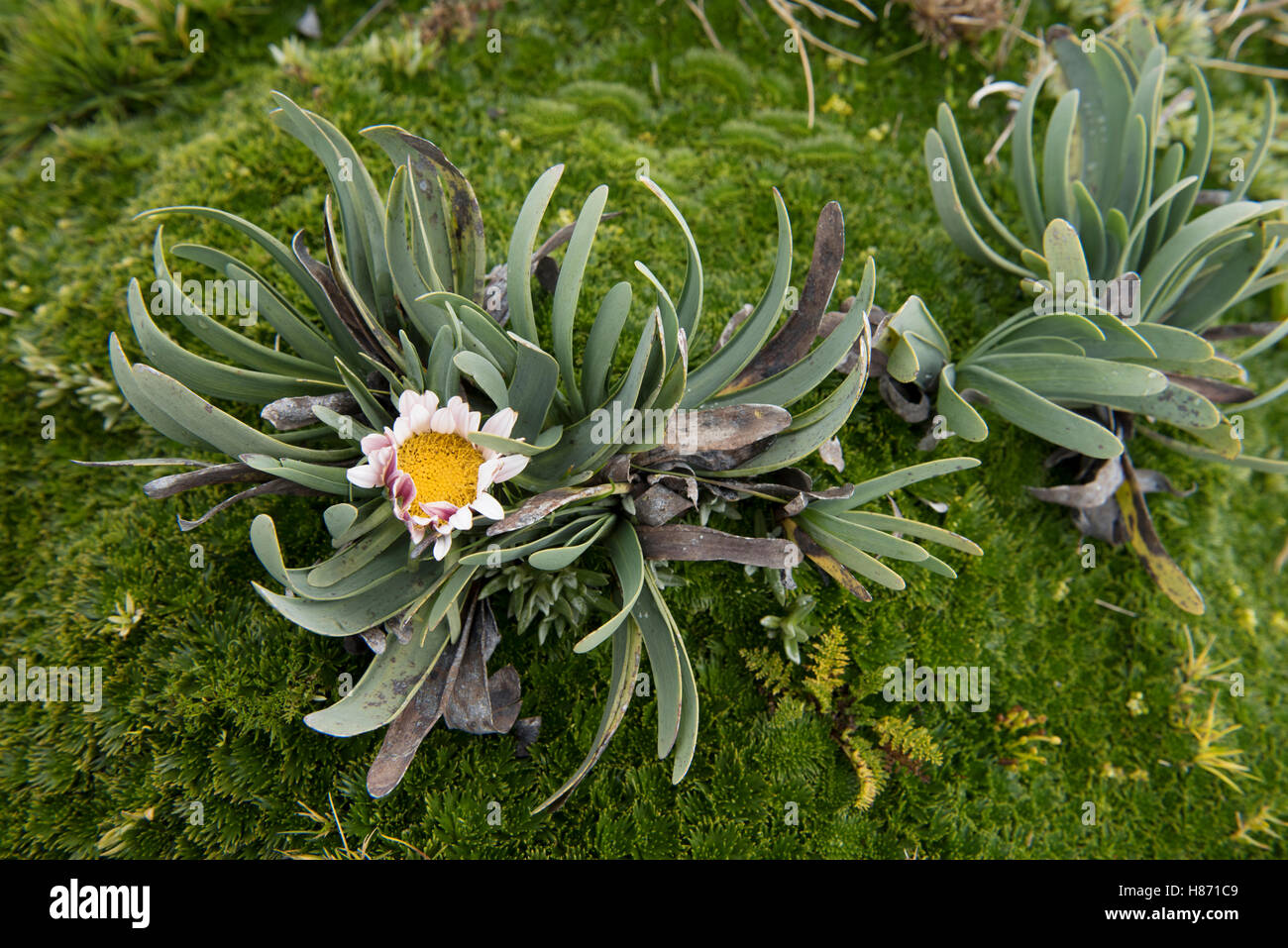 Andean Daisy (Werneria nubigena) flowering, Antisana Ecological Reserve ...