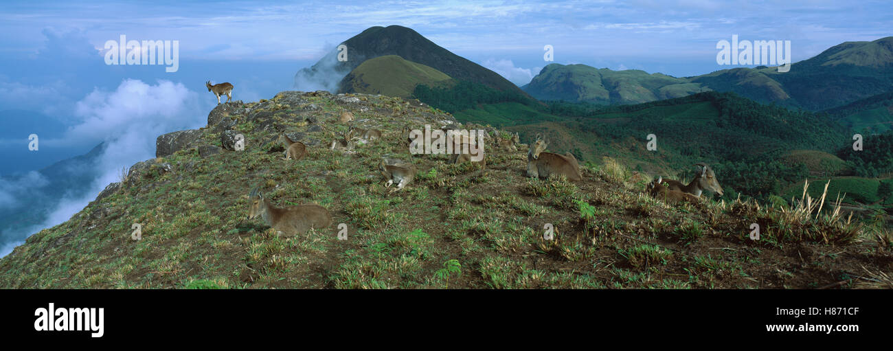 Nilgiri Tahr (Hemitragus hylocrius) herd on ridge, Eravikulam National ...