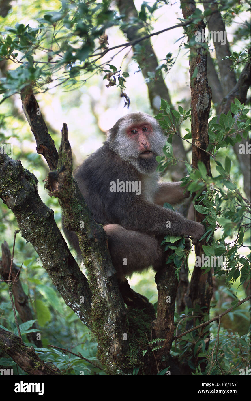 Tibetan Macaque (Macaca thibetana) adult sitting in tree, Sichuan ...