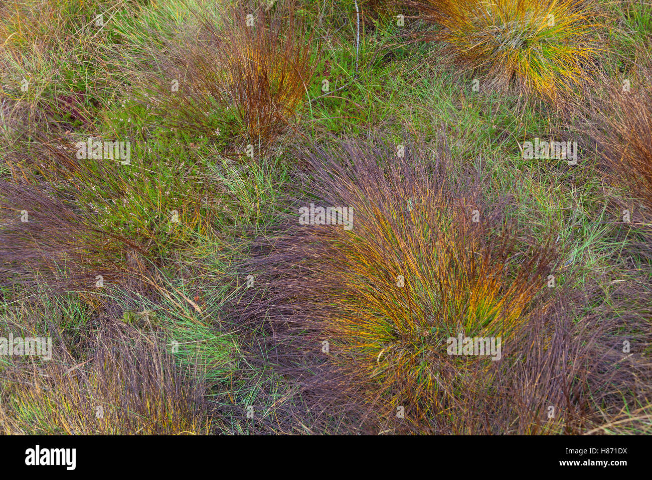 Coloured Wild Grasses Stock Photo - Alamy