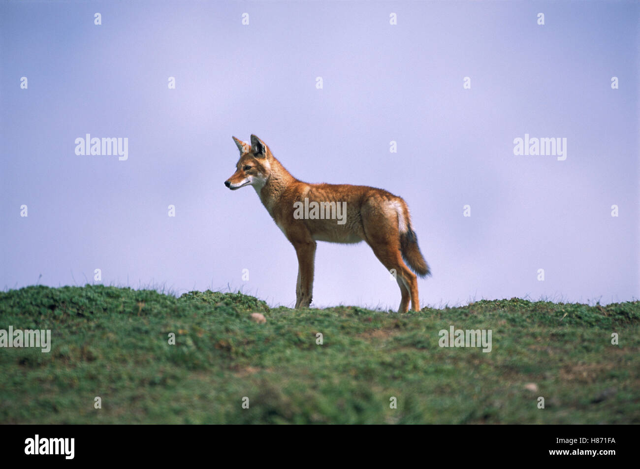 Ethiopian Wolf (Canis simensis), Bale Mountains National Park ...