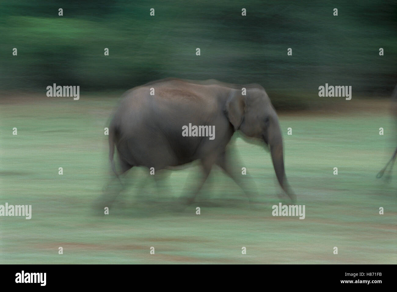 Asian Elephant (Elephas maximus) running, Nagarhole National Park ...