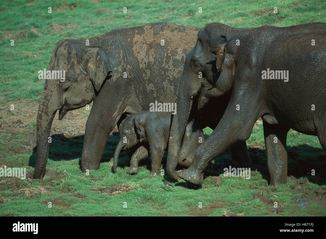 Asian Elephant (Elephas maximus) two adults and a baby walking in ...
