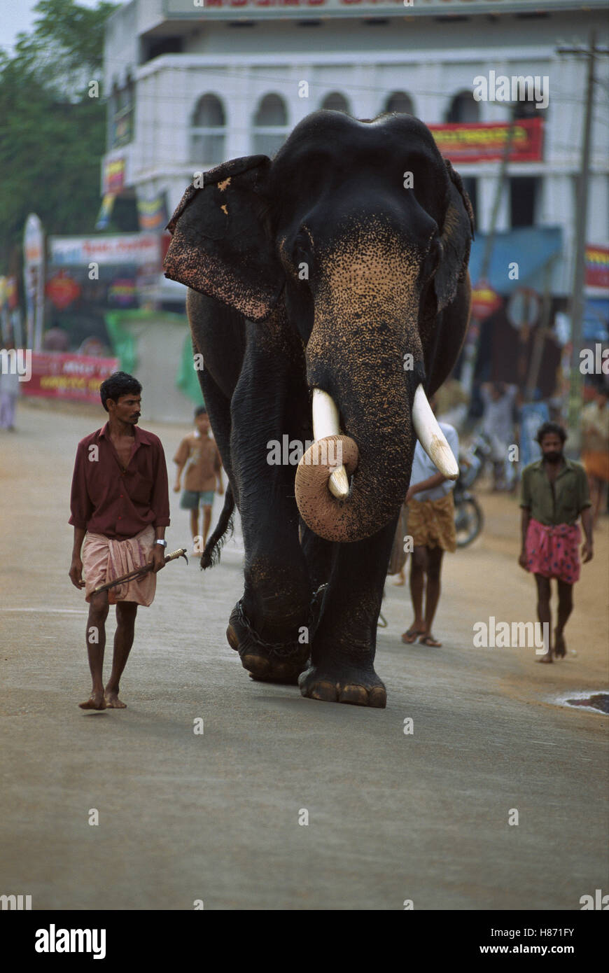Asian Elephant (Elephas maximus) working elephant ready for ceremonies ...