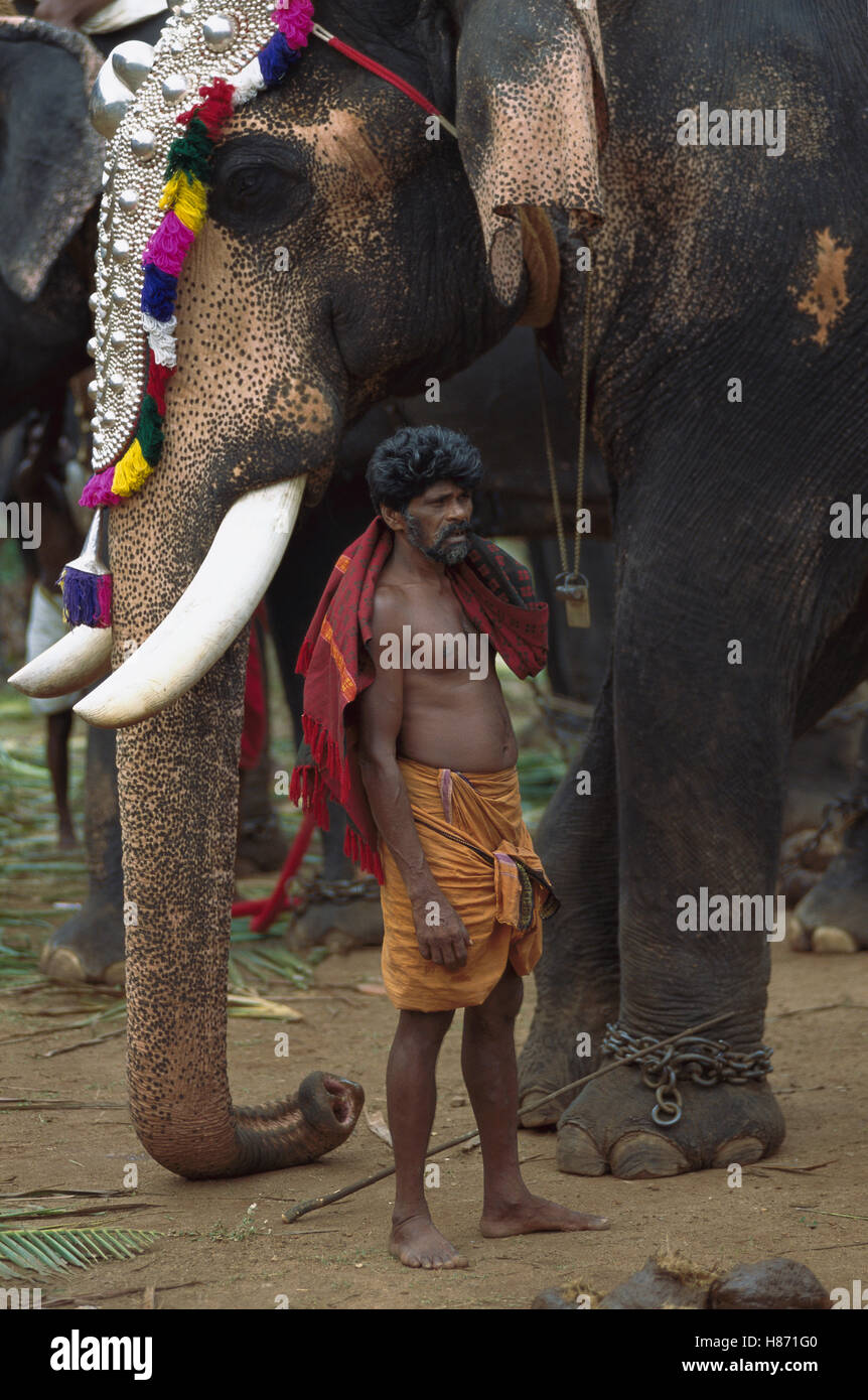 Asian Elephant (Elephas maximus) working elephant dressed for ...