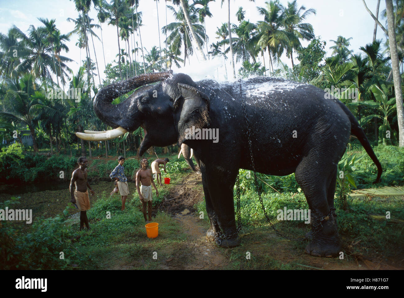 Asian Elephant (Elephas maximus) working elephant bathing in ...