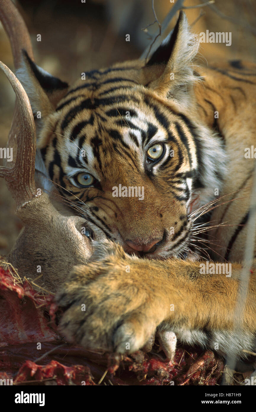 Bengal Tiger (Panthera tigris tigris) cub feeding on Sambar (Cervus ...