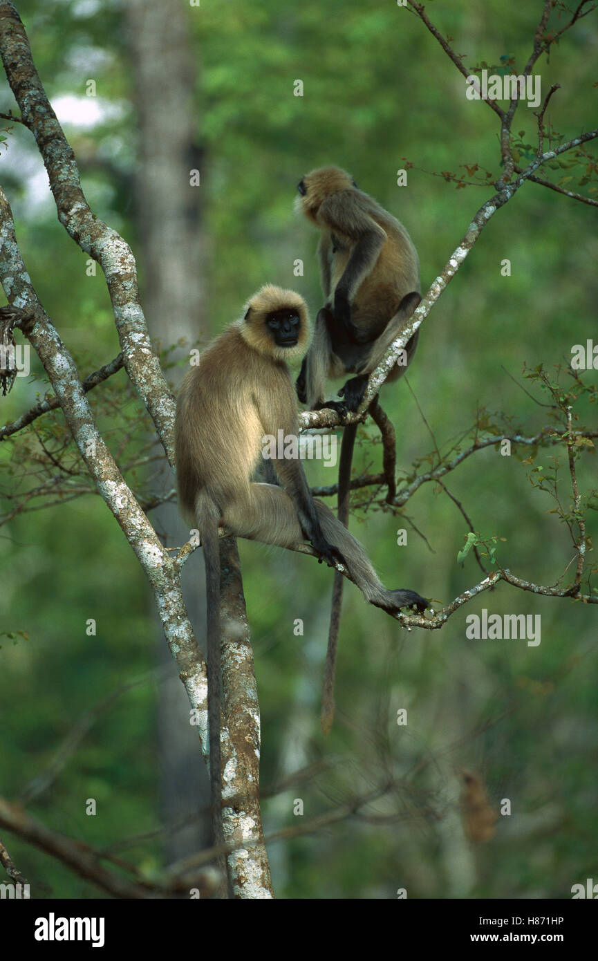Hanuman Langur (Semnopithecus entellus) pair in a tree, Ranthambore ...