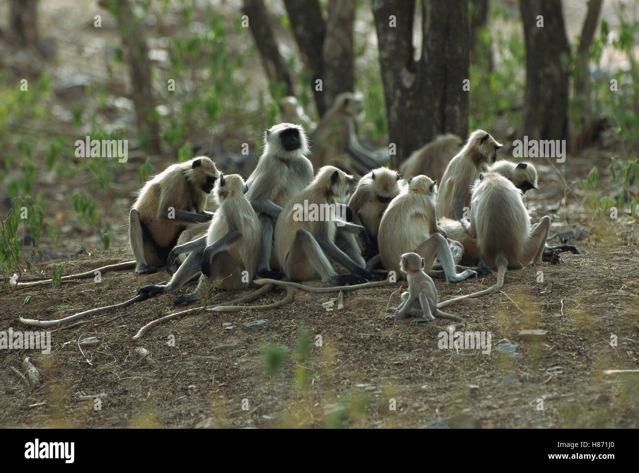 Hanuman Langur (Semnopithecus entellus) family group communal grooming ...