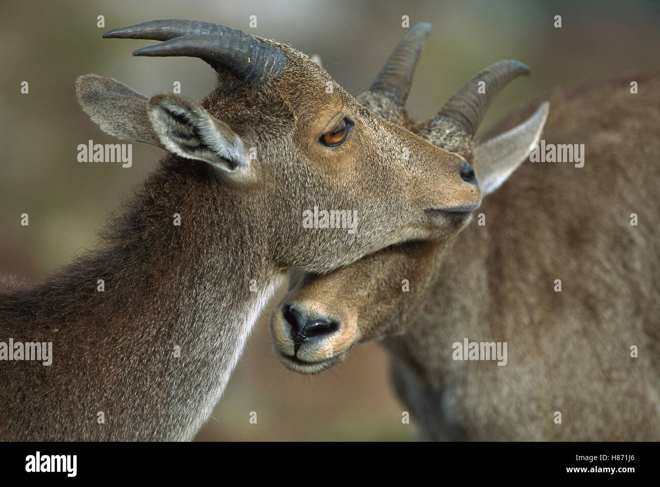 Nilgiri Tahr (Hemitragus hylocrius) female nuzzling her young ...