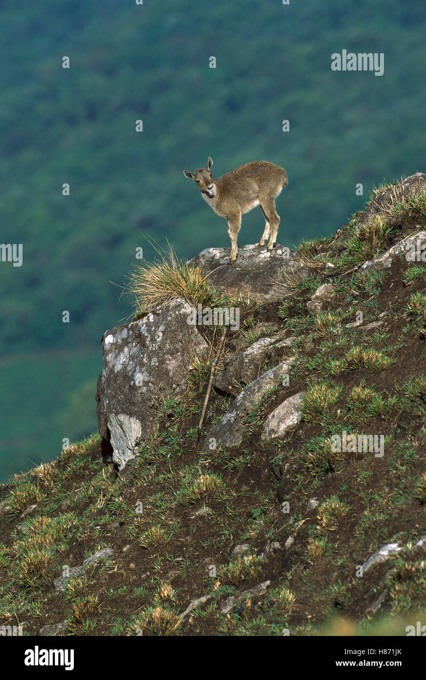 Nilgiri Tahr (Hemitragus hylocrius) baby standing on rocky outcropping ...