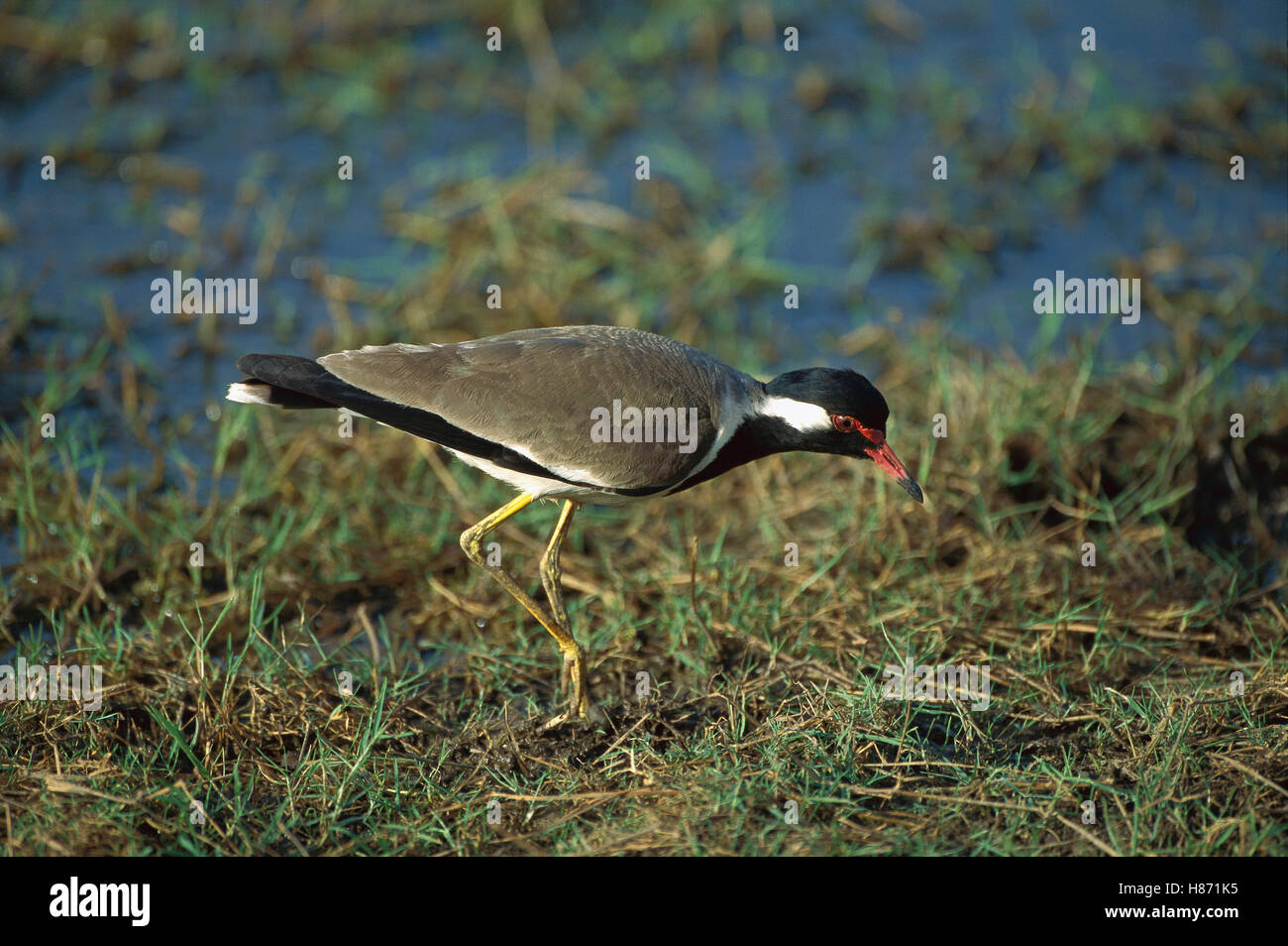 Red-wattled Lapwing (Vanellus indicus) foraging in wetland, Sri Lanka ...