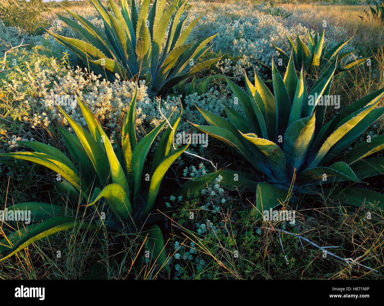 Agave (Agave sp) and Texas Silverleaf (Leucophyllum frutescens), Mexico ...