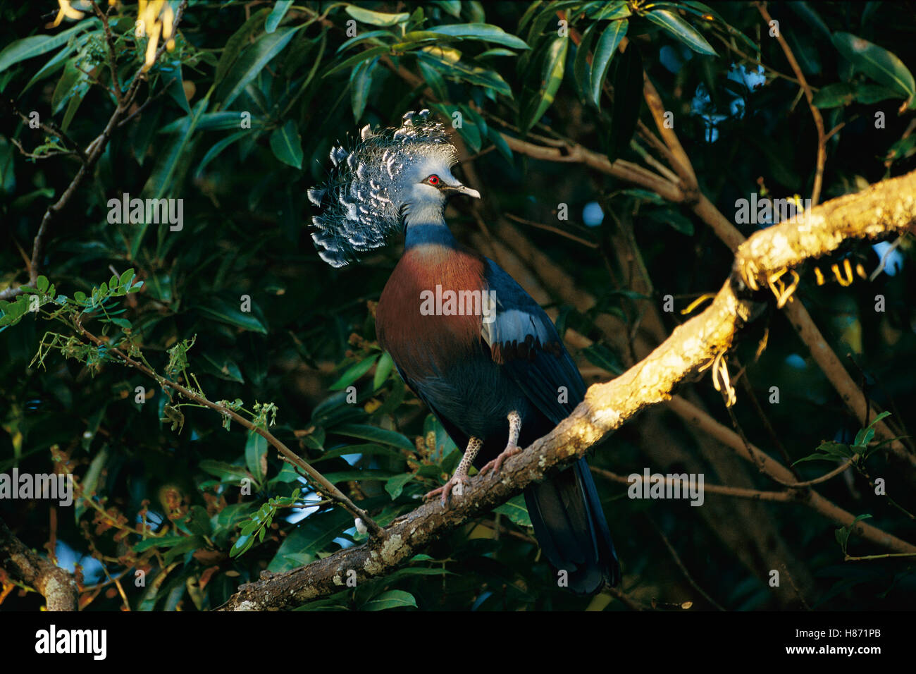 Victoria Crowned Pigeon (Goura victoria) perching in tree, Papua New ...
