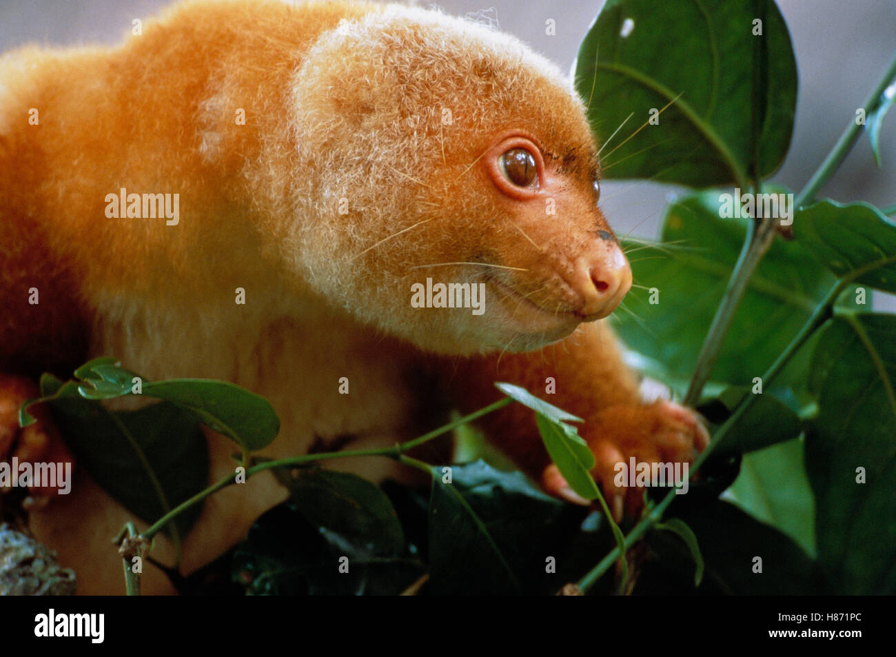 Short Tailed Spotted Cuscus Spilocuscus Maculatus Portrait In Tree