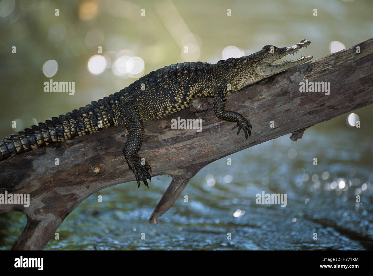 Morelet's Crocodile (Crocodylus moreletii) endangered, resting on log ...