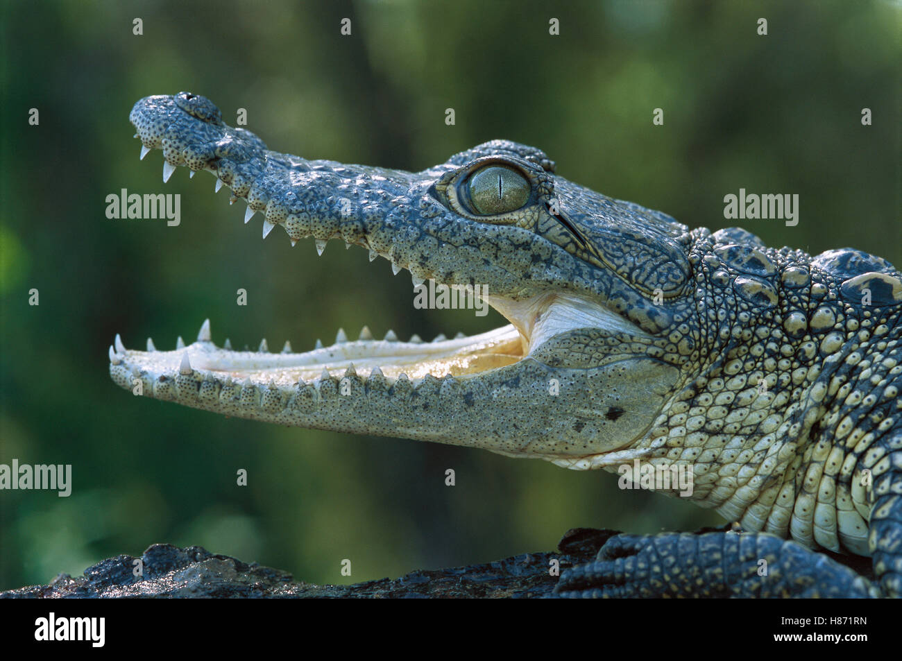 Morelet's Crocodile (Crocodylus moreletii) endangered, juvenile ...