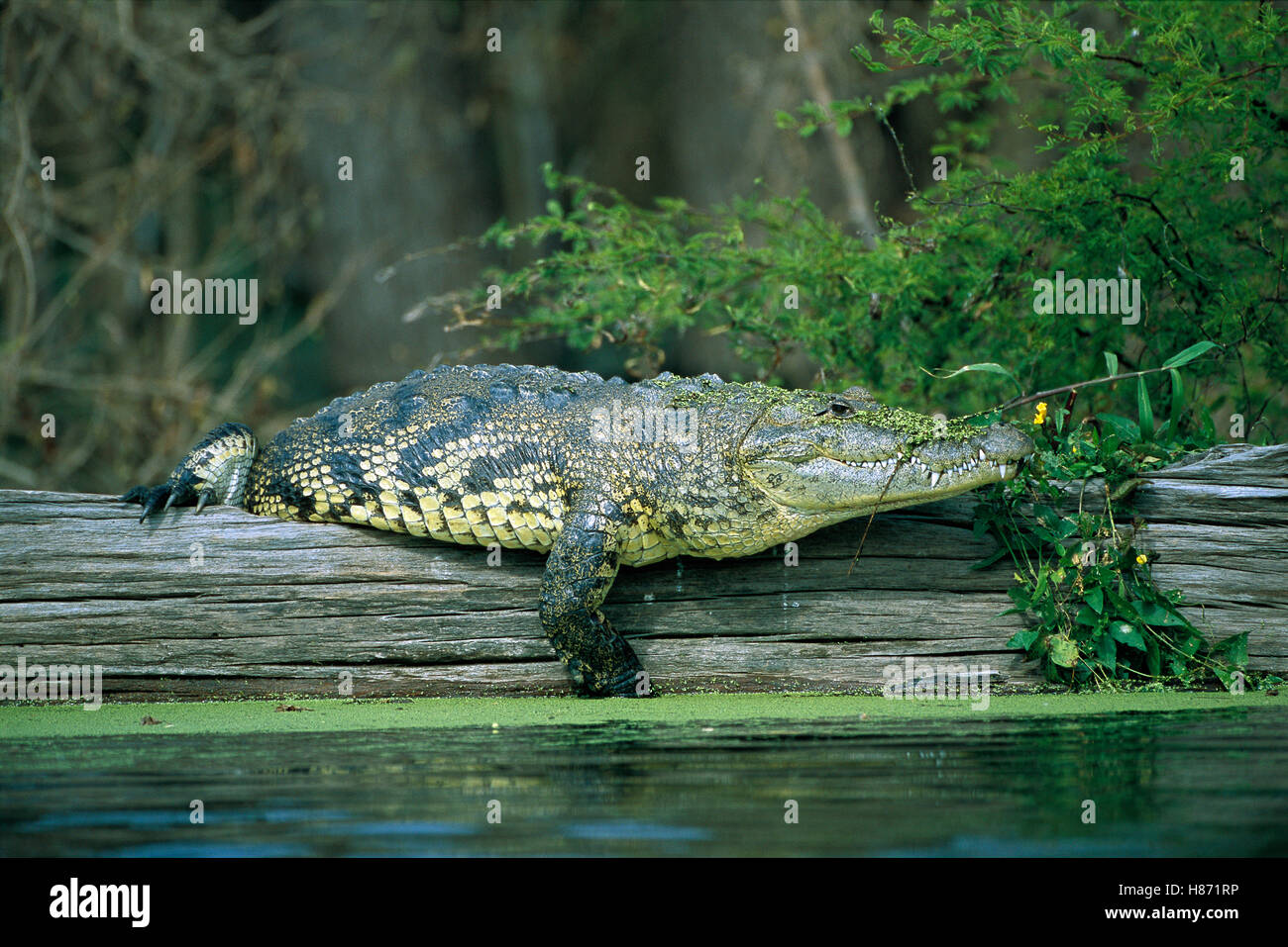 Morelet's Crocodile (Crocodylus moreletii) resting on log, Corona River ...