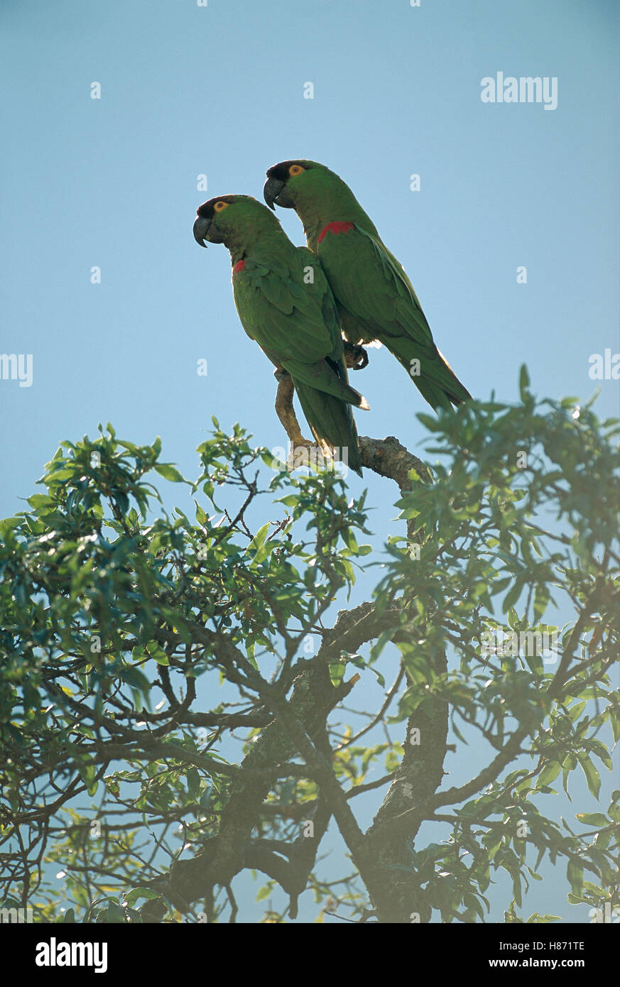 Maroon-fronted Parrot (Rhynchopsitta terrisi) pair perched in tree ...