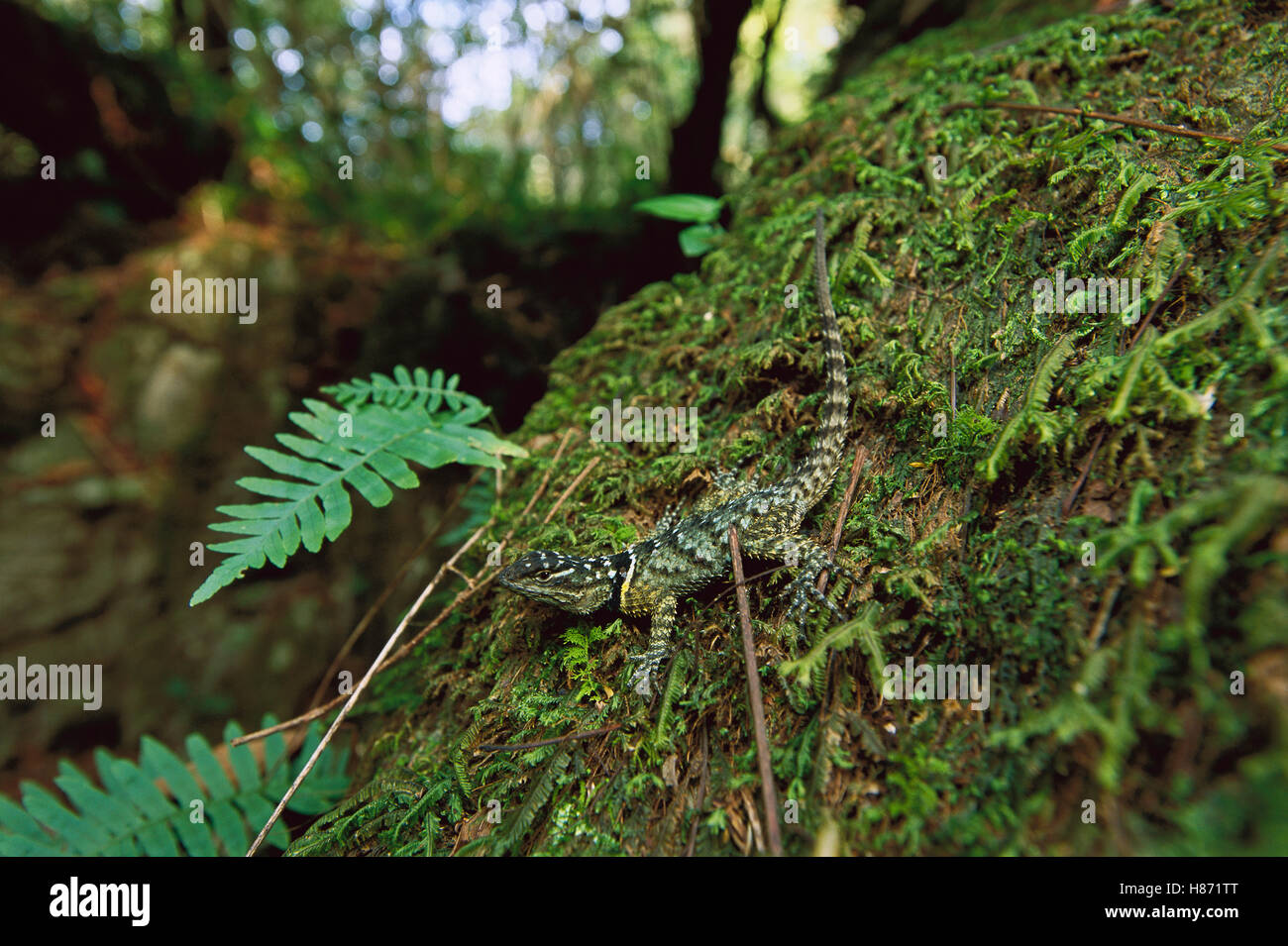 Desert Spiny Lizard (Sceloporus magister) among mosses in cloud forest ...