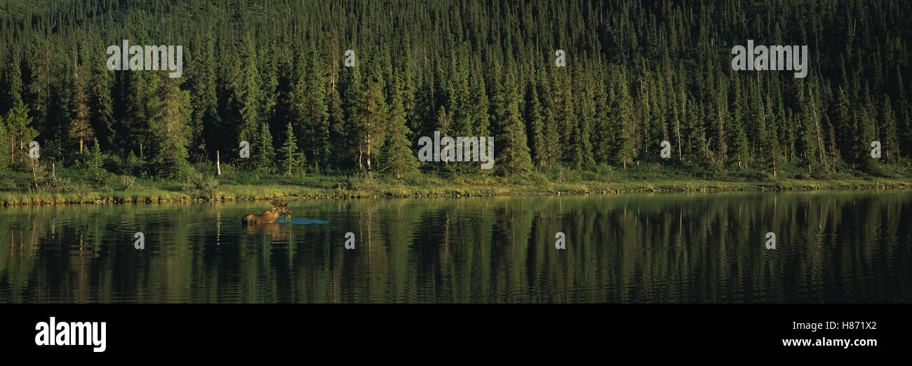 Moose (Alces alces) bull feeding in a lake in the northern Canadian ...