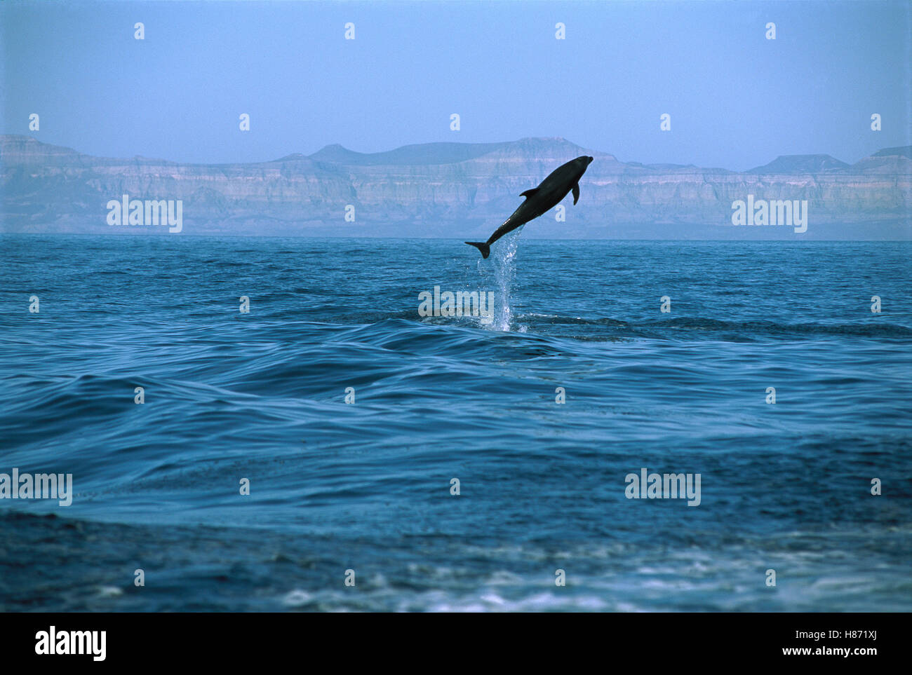 Bottlenose Dolphin (Tursiops truncatus) leaping, Gulf of California, Mexico Stock Photo - Alamy