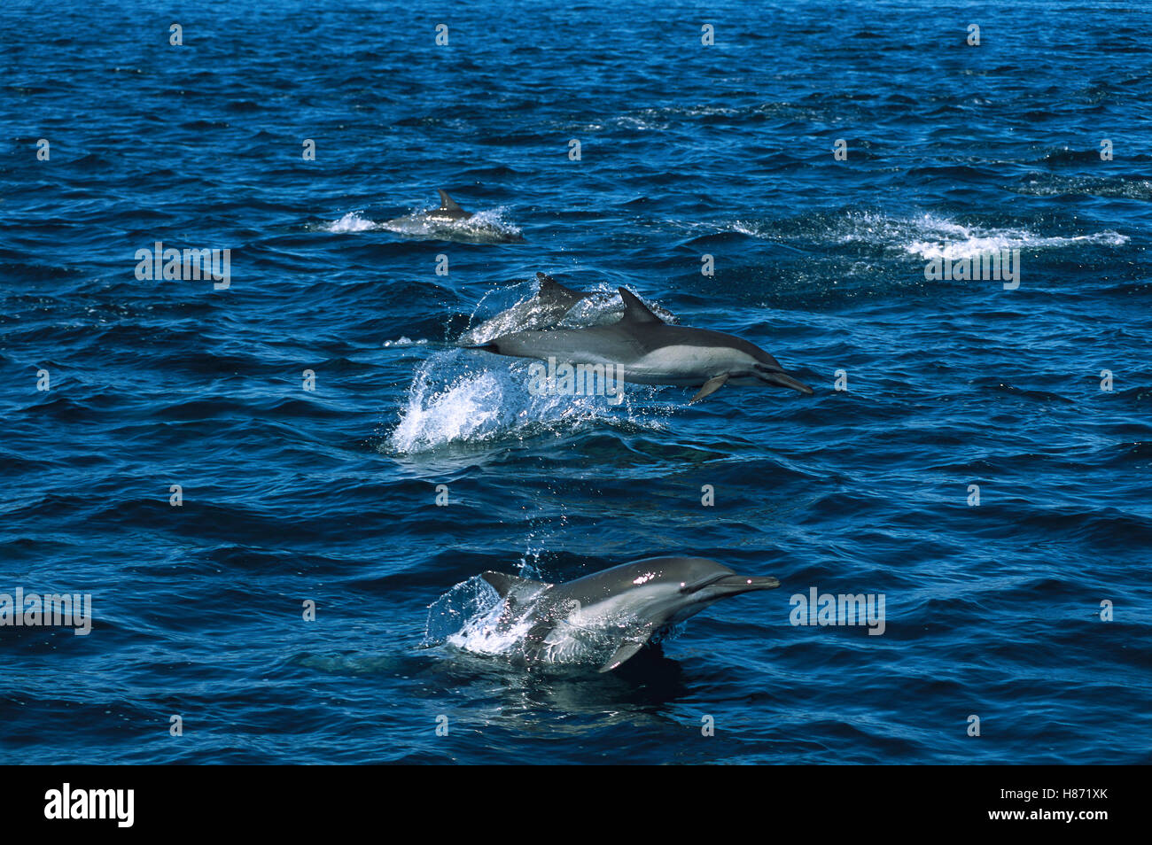 Short-beaked Common Dolphin (Delphinus delphis delphis) pod swimming at ...