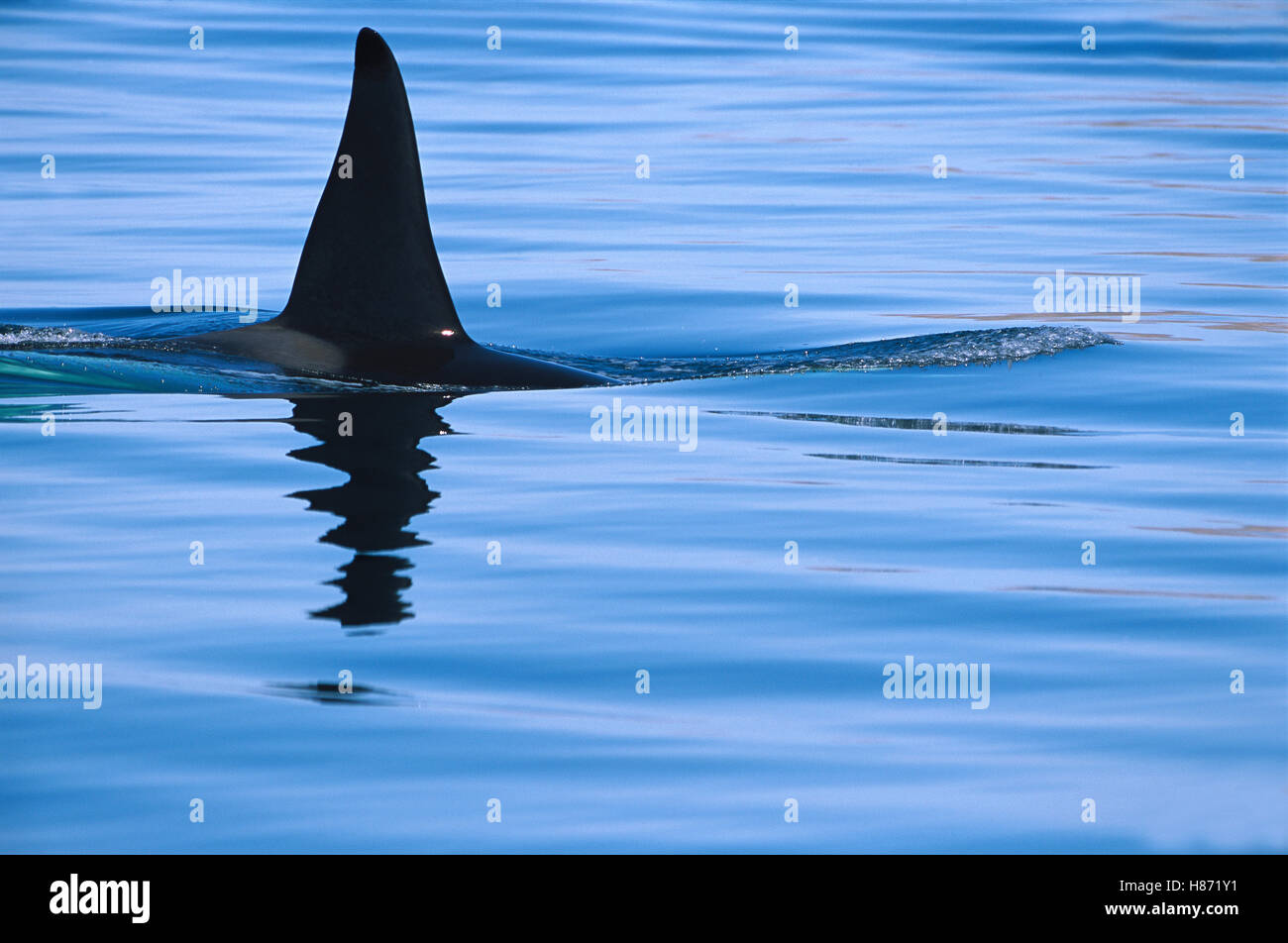 Orca (Orcinus orca) male's dorsal fin above water's surface, Sea of ...