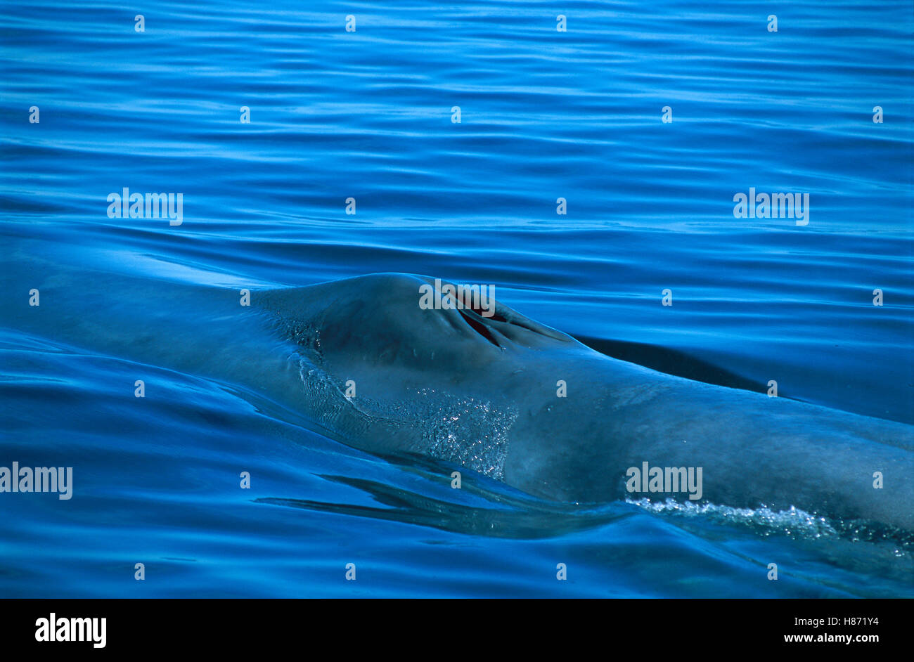 Blue Whale (Balaenoptera musculus) adult breathing at surface showing ...
