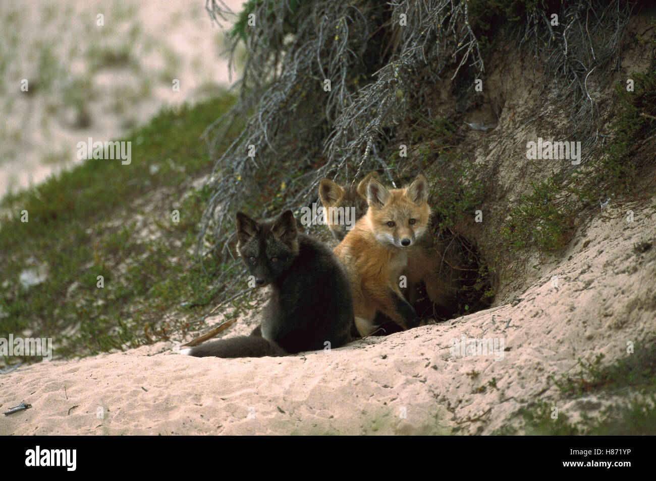 Red Fox (Vulpes vulpes) three young in different color phases at den ...