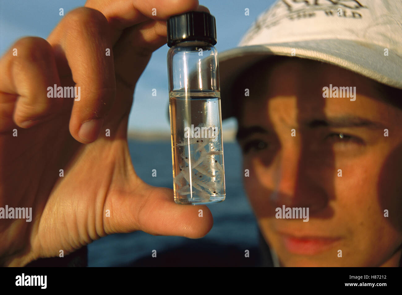 Researcher with sample of Krill, the main food source for the Rorqual ...