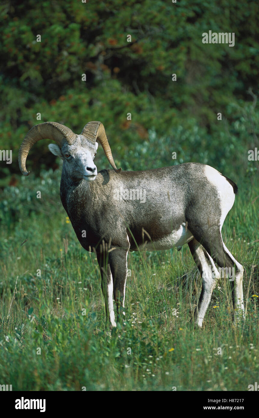 Stone Sheep (Ovis dalli stonei) alert male in northern Rocky Mountain ...