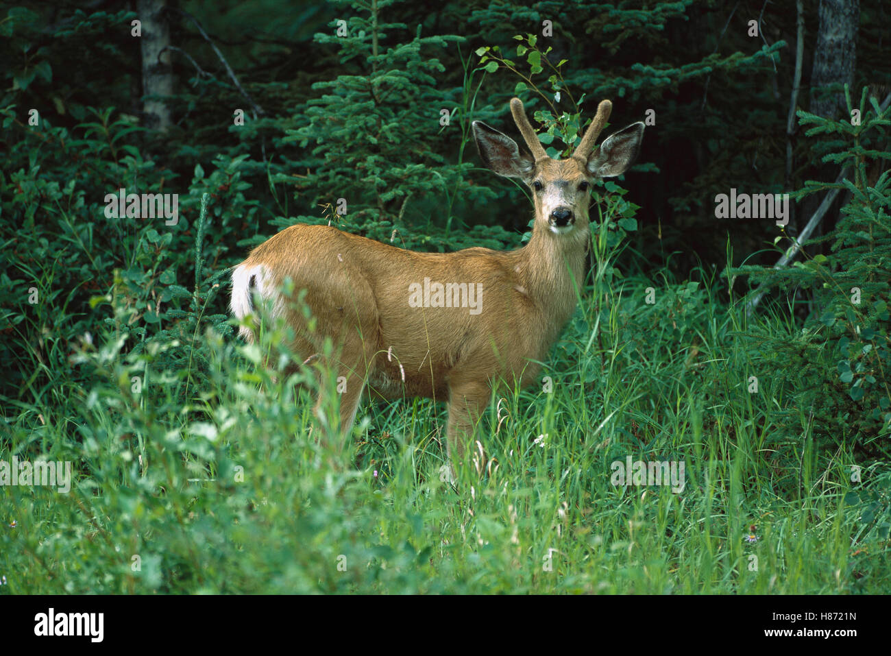 Mule Deer (Odocoileus hemionus) young male standing alert at forest ...
