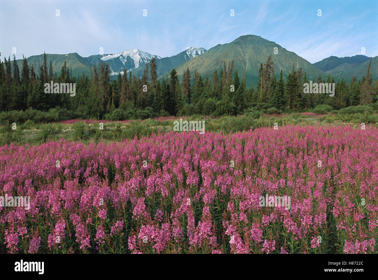 Fireweed (Chamerion angustifolium), Kluane National Park, Canada Stock ...