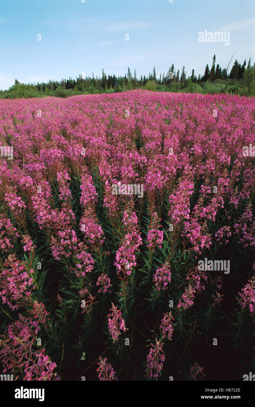 Fireweed (Chamerion angustifolium), Kluane National Park, Canada Stock ...