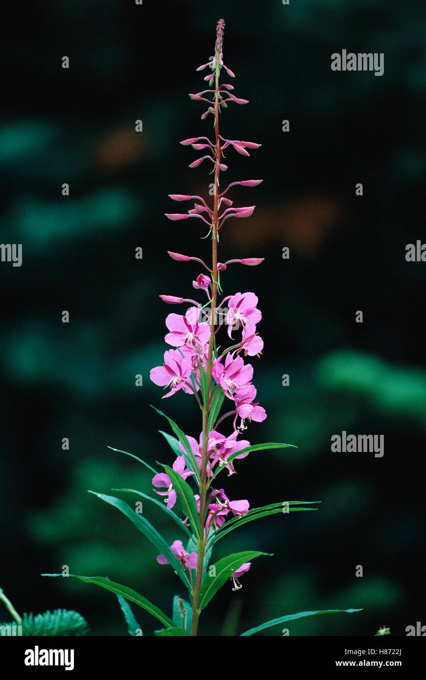 Fireweed (Chamerion angustifolium), Kluane National Park, Canada Stock ...