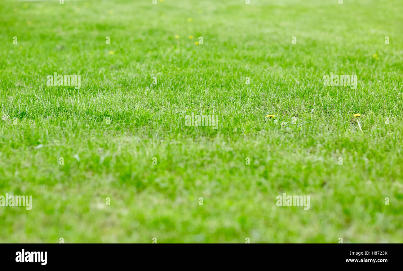 Grass sward hi-res stock photography and images - Alamy