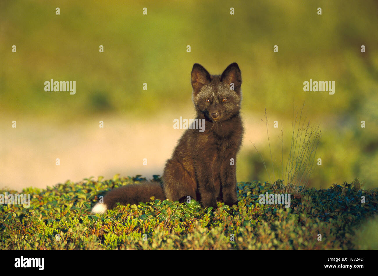 Red Fox (Vulpes vulpes) juvenile in dark phase sitting on tundra ...