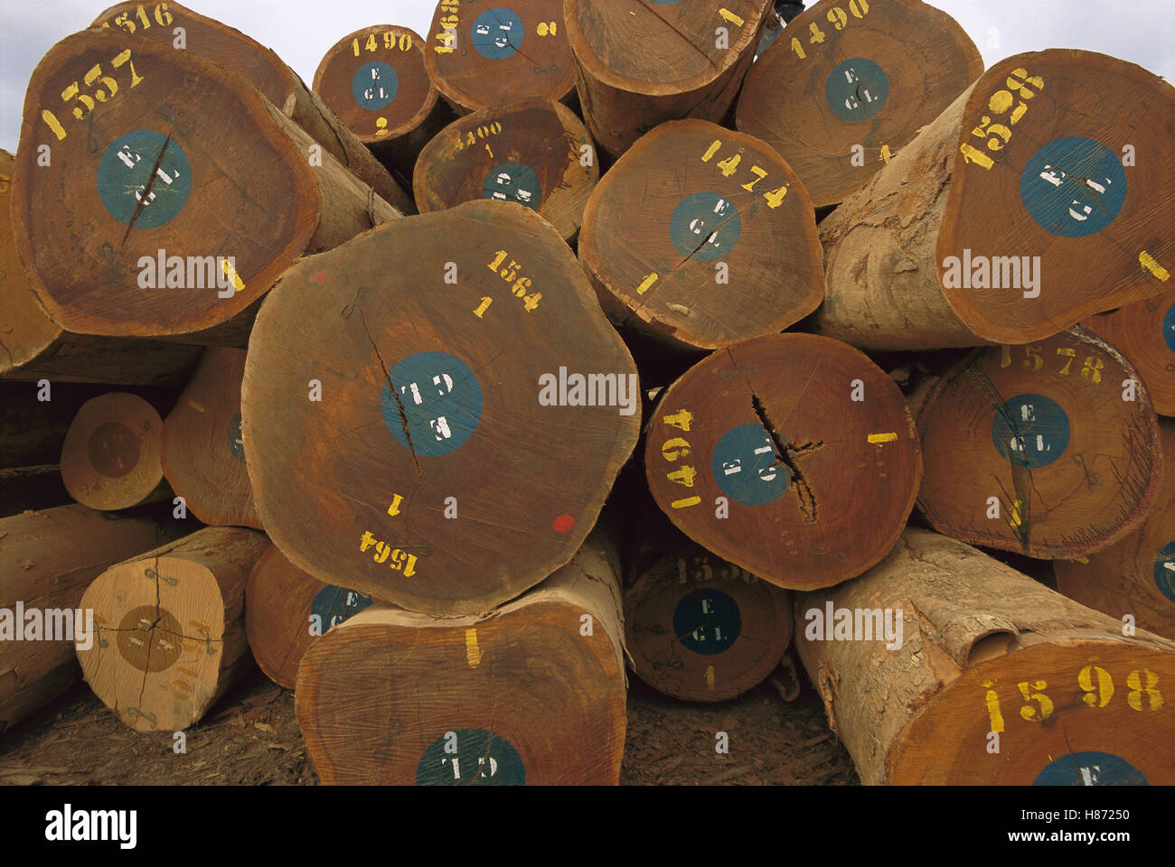 Tropical wood logs, Gabon, western Africa Stock Photo - Alamy