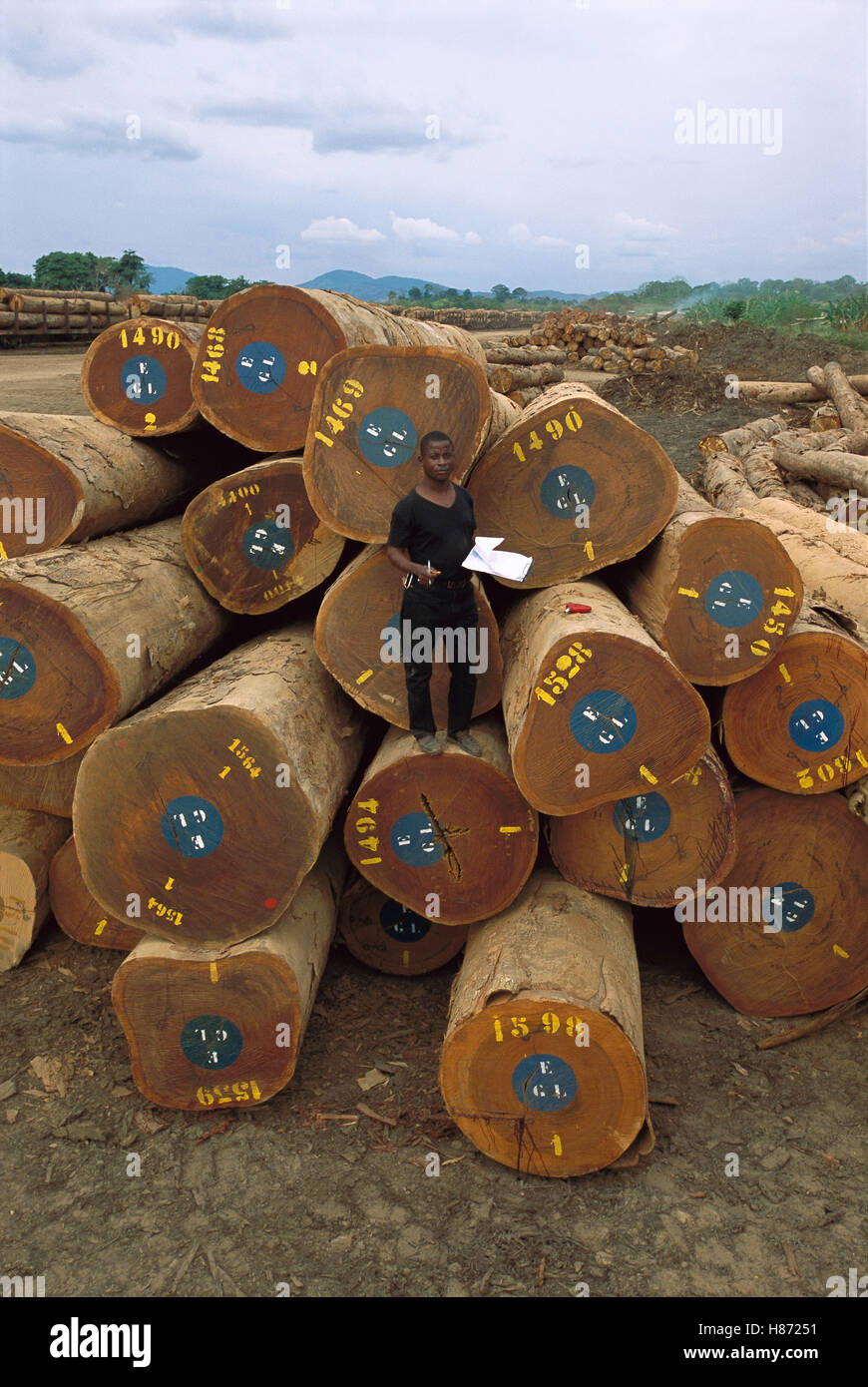 Tropical wood logs, Gabon, western Africa Stock Photo - Alamy