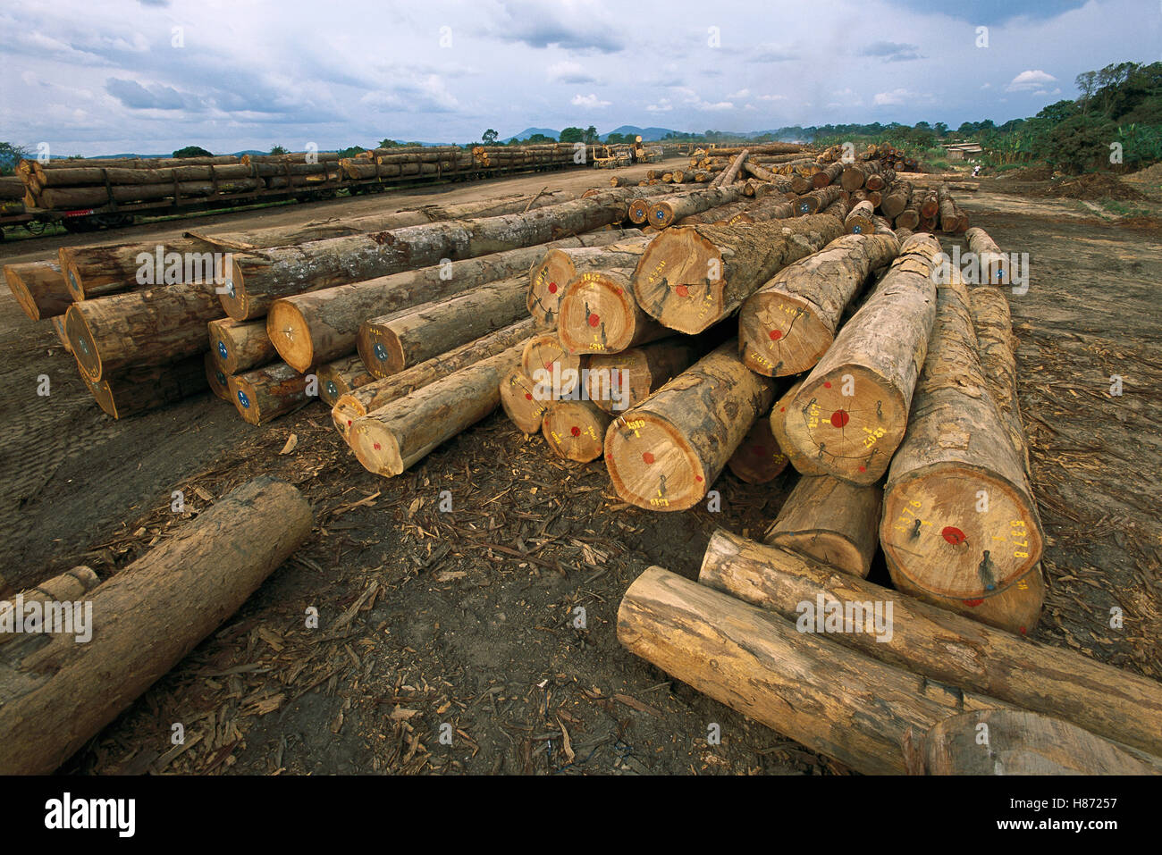 Tropical wood logs, Gabon, western Africa Stock Photo - Alamy
